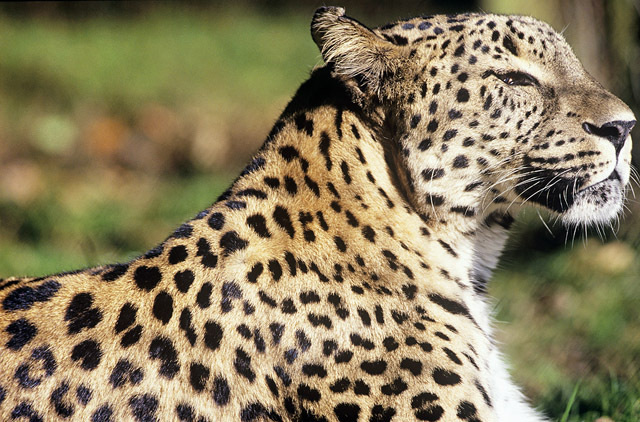 Ya Leoparın Yaşam Hakkı? | WWF