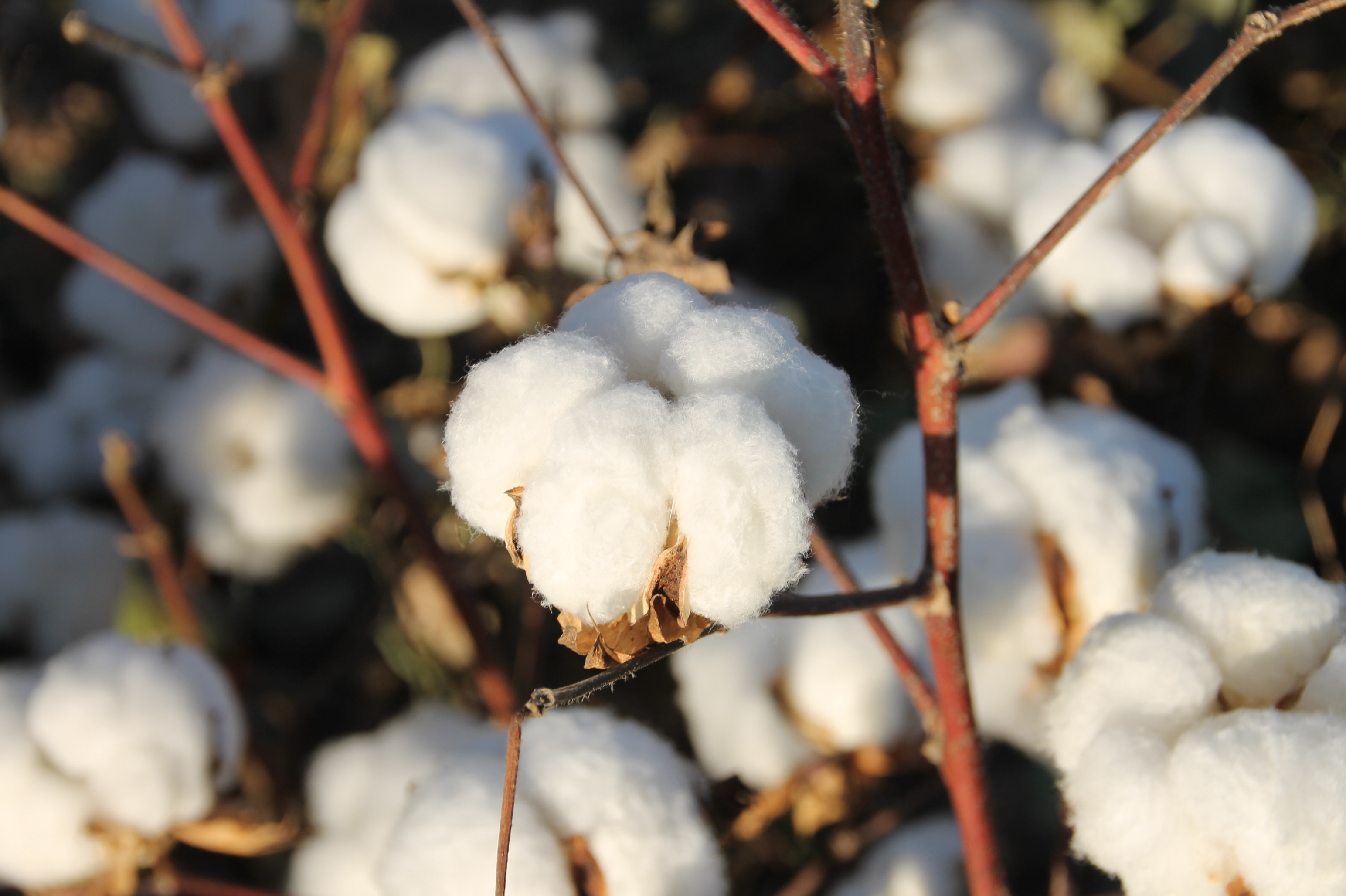 WWF-Türkiye’den 7 Ekim Dünya Pamuk Günü’nde “Beyaz Altın” Pamukta ...